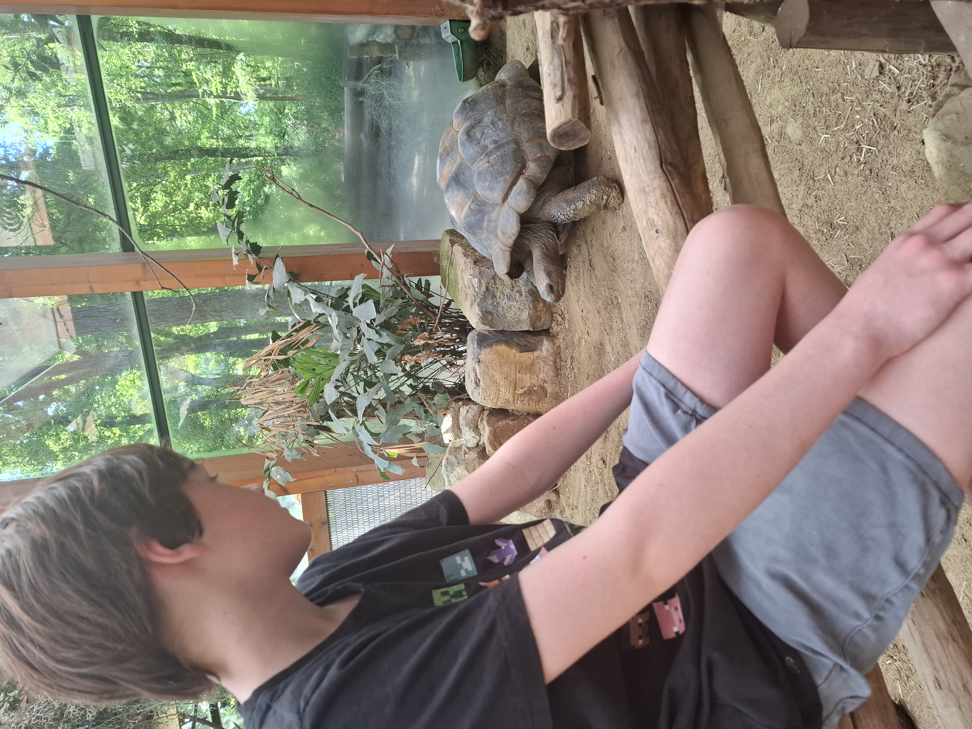 I love turtles