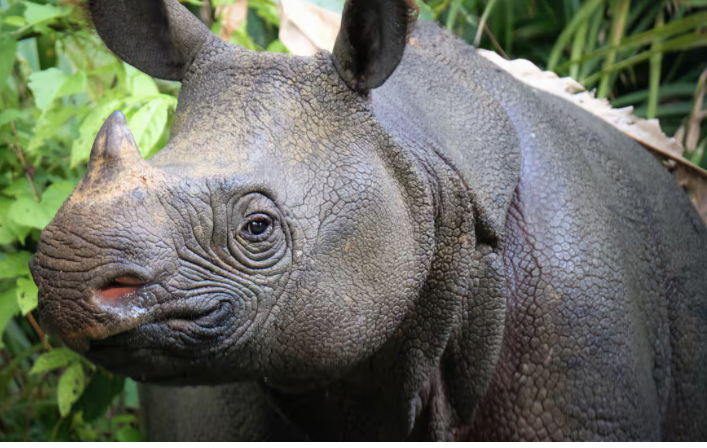 Javaanse neushoorn hulp
