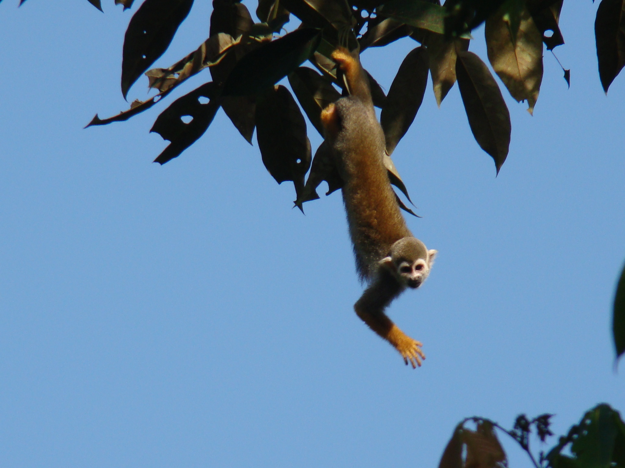 Betere bescherming voor natuur in Suriname