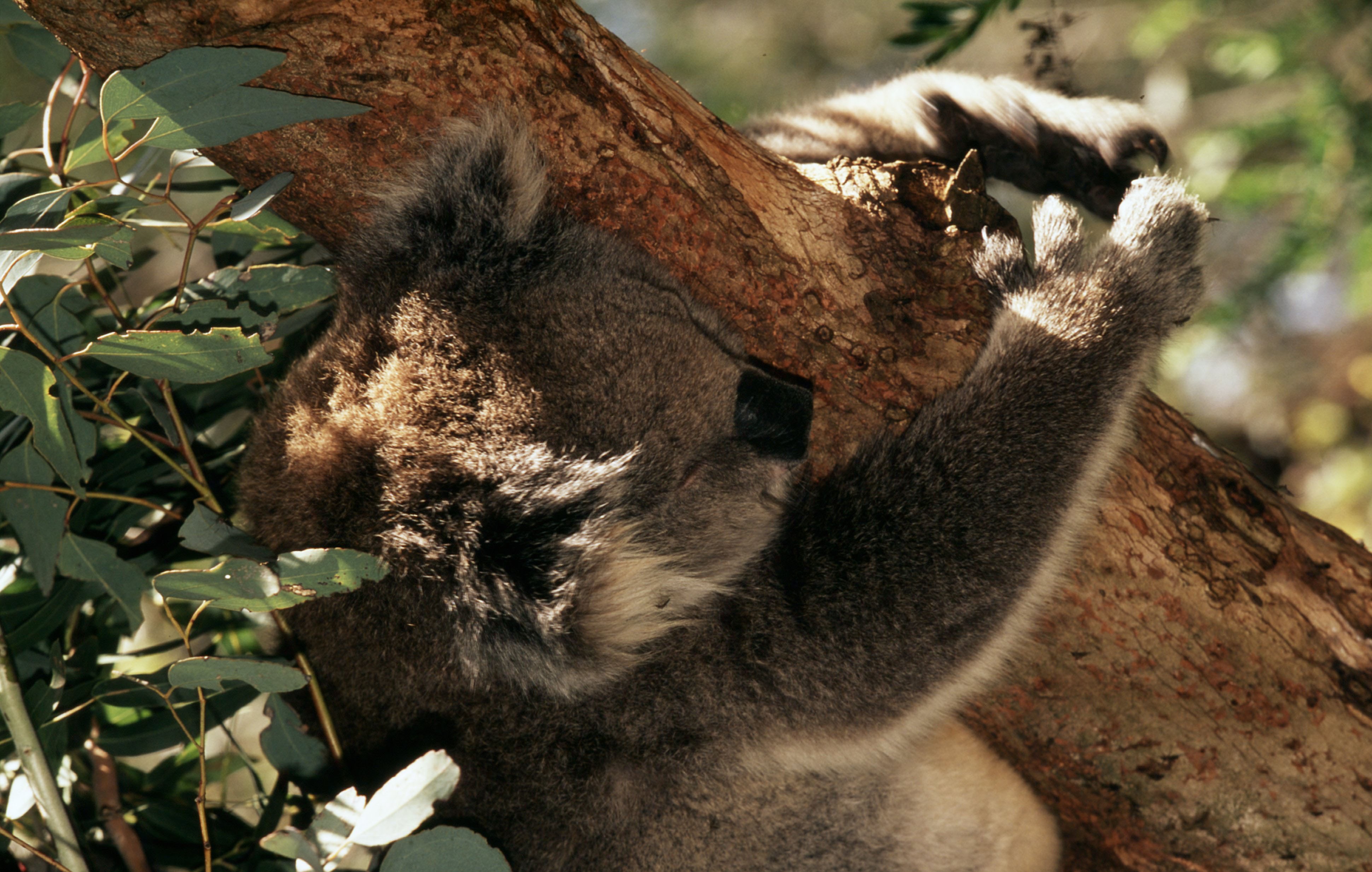 Dit doen dieren tegen de warmte