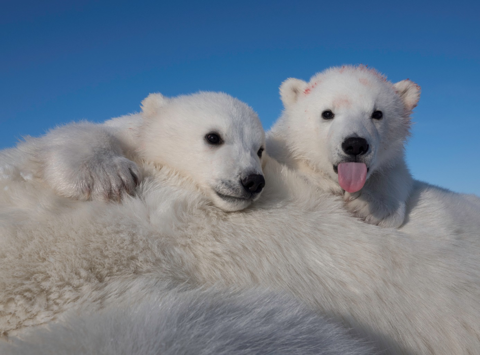 Blog: ijsberen monitoren in Spitsbergen
