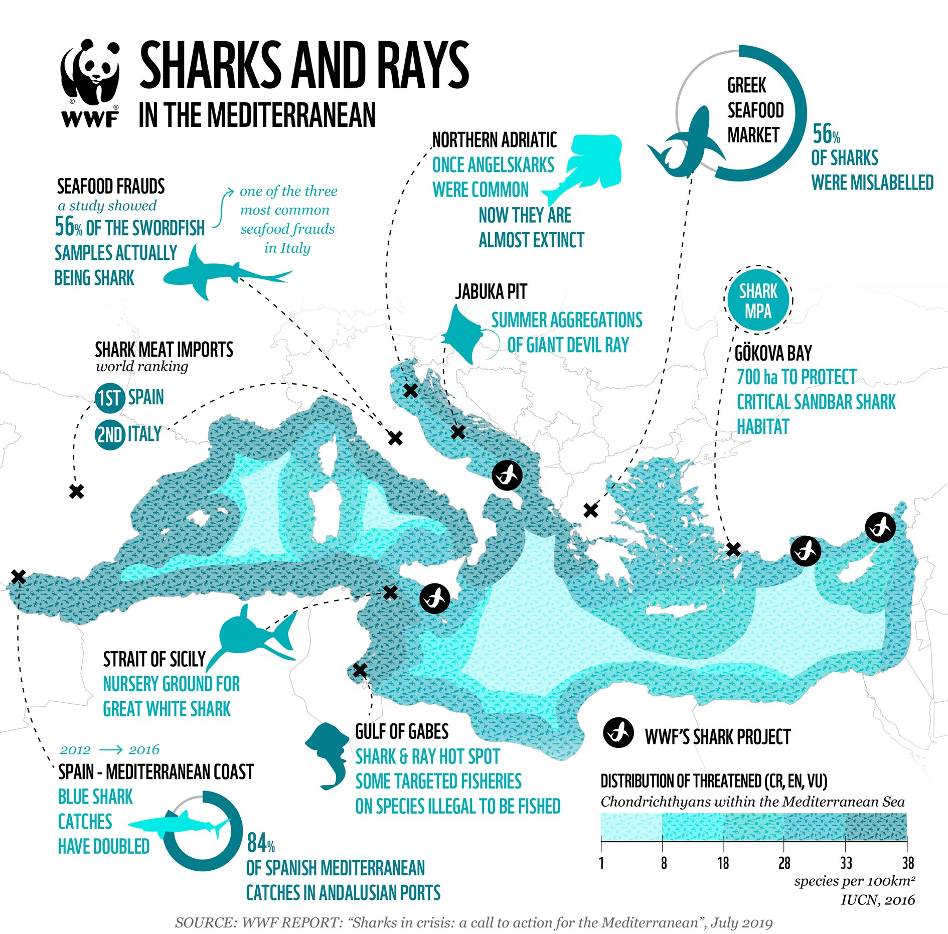 Haaien in de Middellandse Zee bedreigd door overbevissing