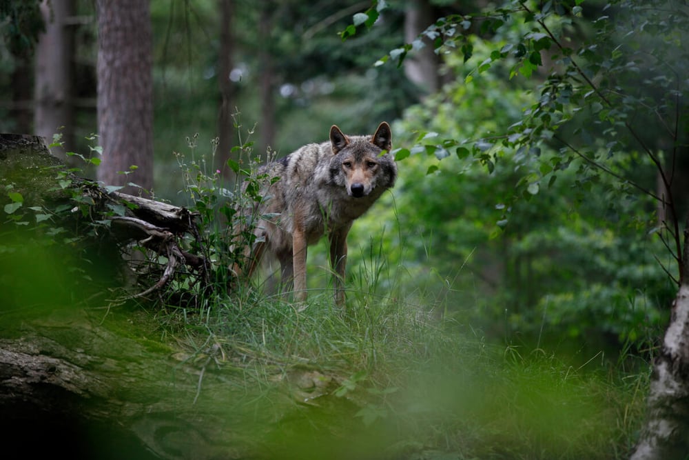 Samenleven met de wolf in Nederland | WWF | Bedreigde dieren