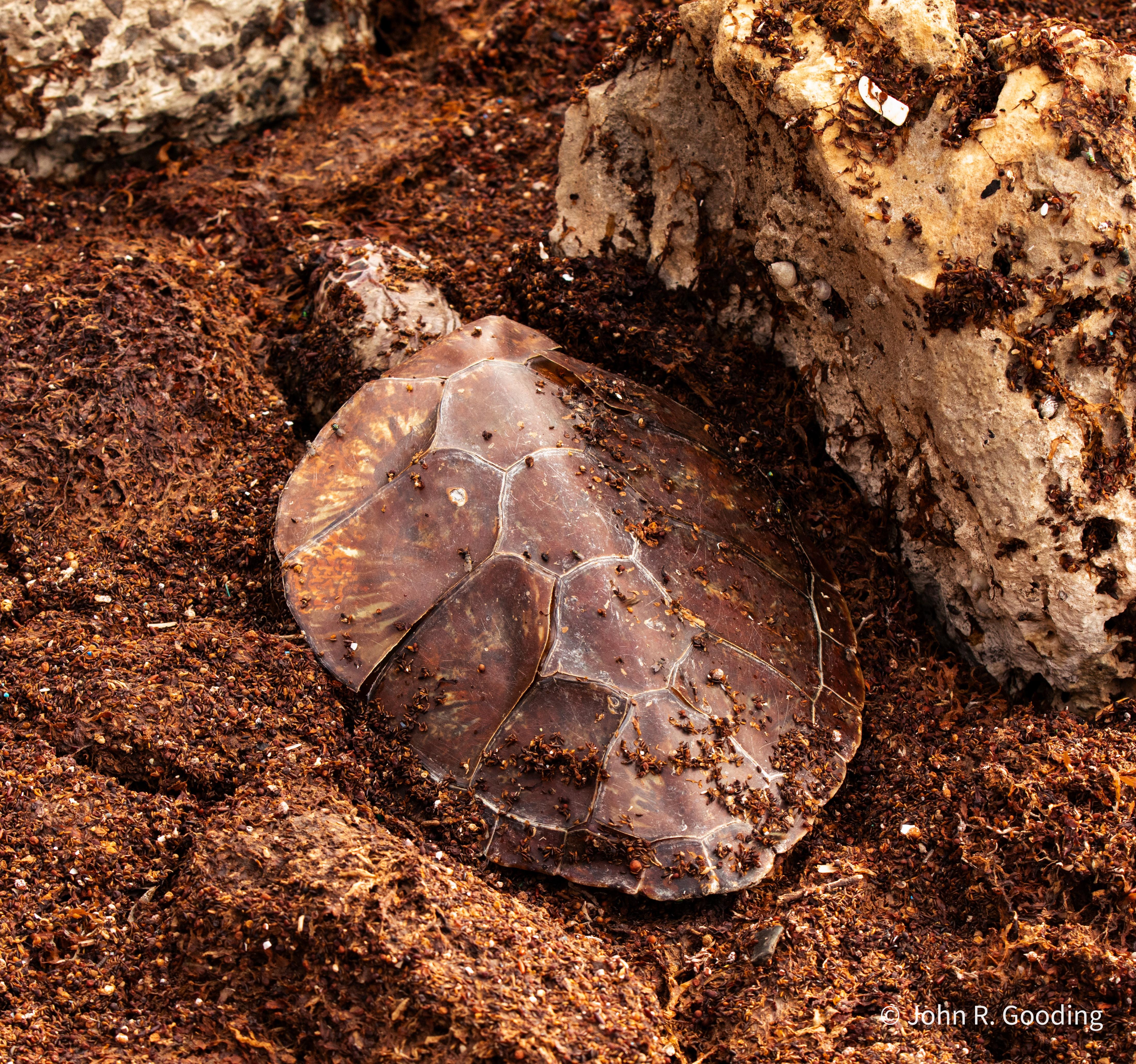 Natuurbescherming, educatie en wetgeving gaan hand in hand | WWF | Blog ...