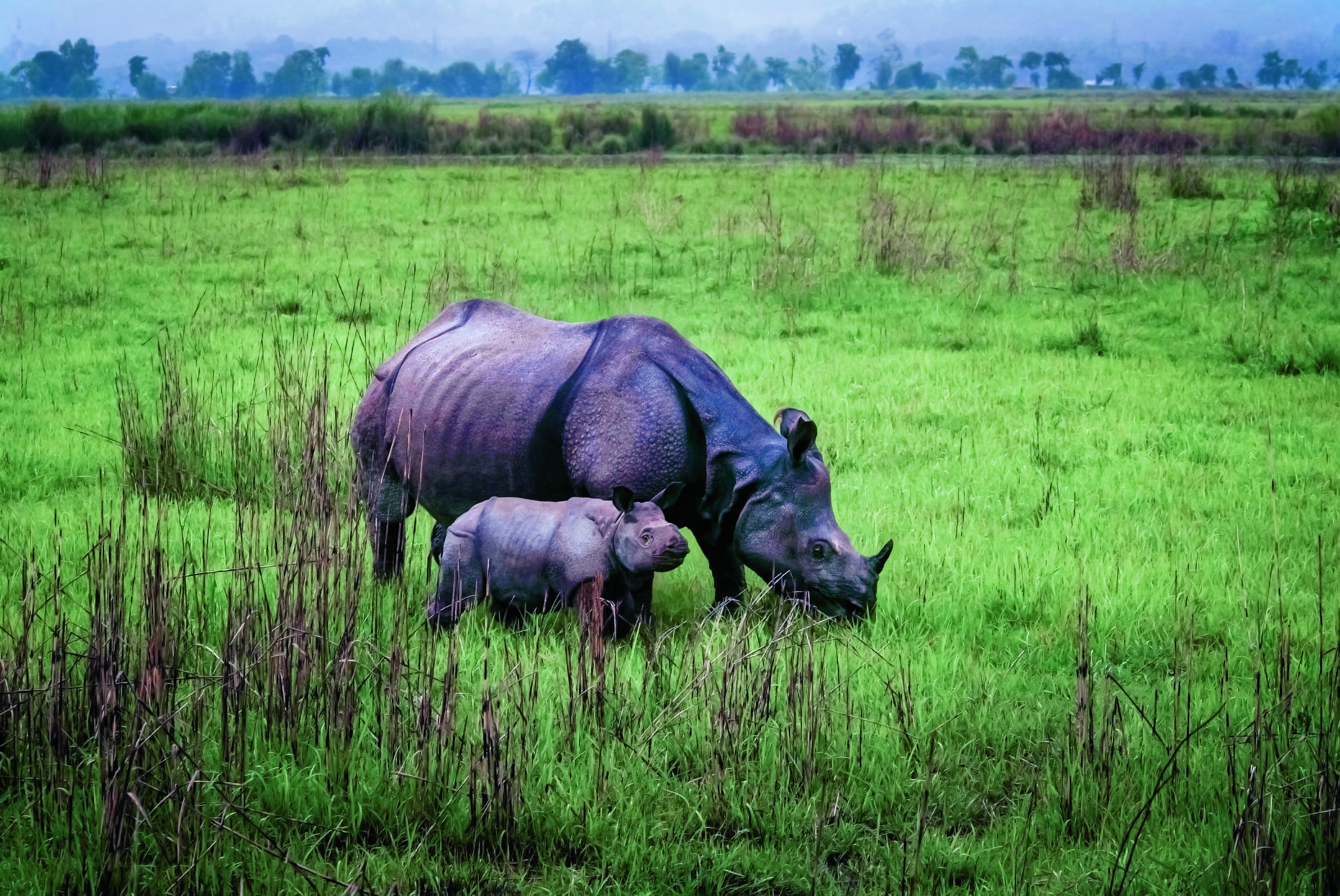 7 dieren maken comeback