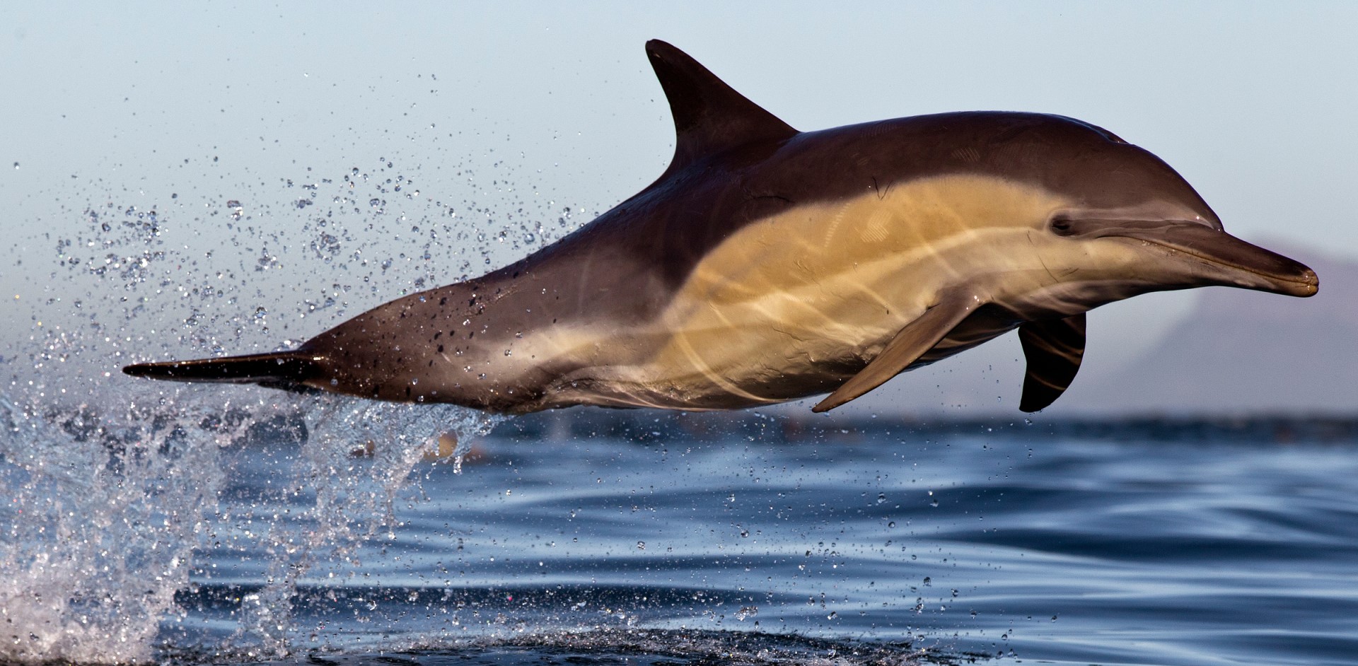 Dolfijn bedreigd | WWF | Bijvangst, vervuiling, klimaatverandering