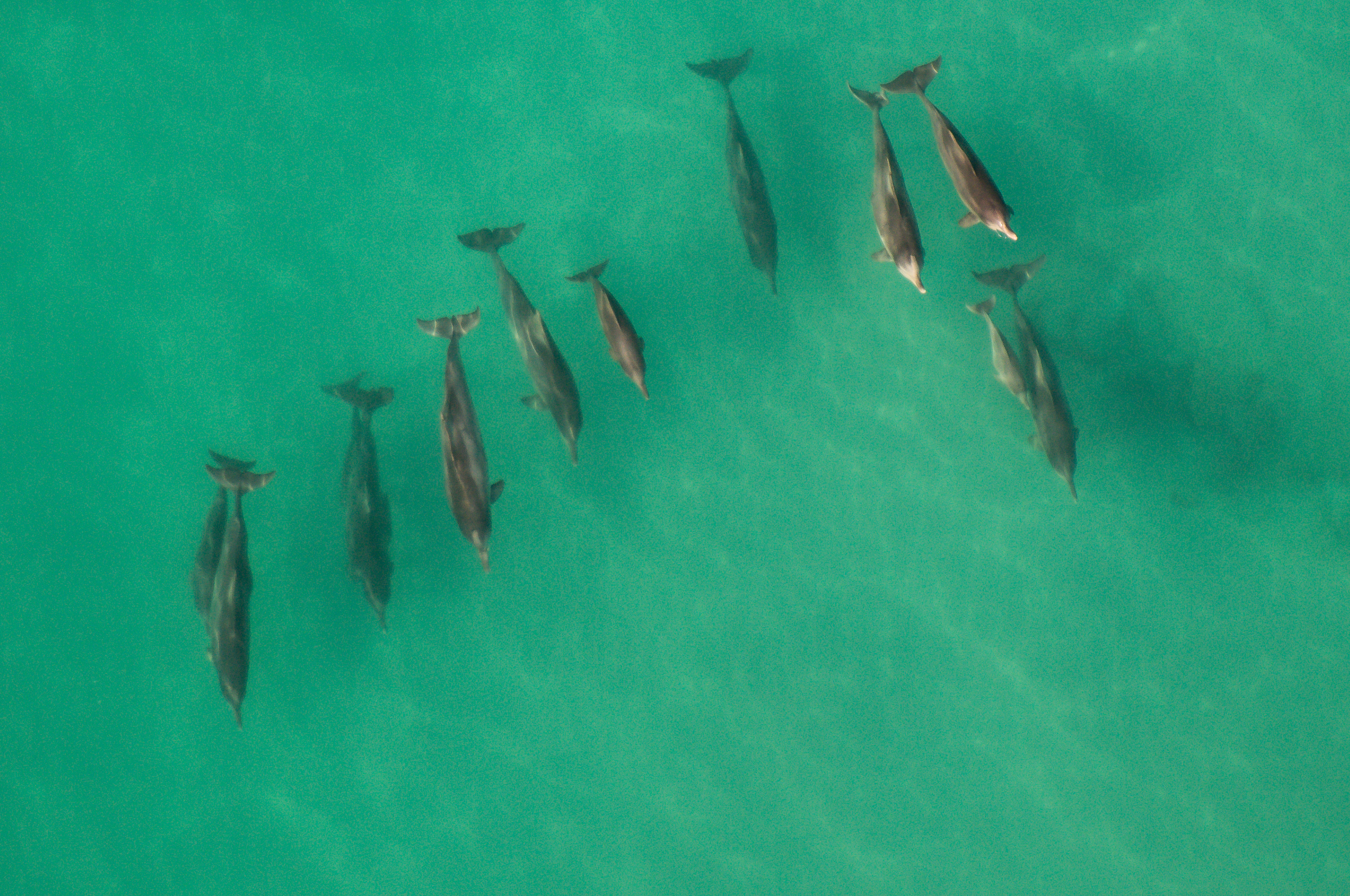 Roze (Chinese witte) dolfijn | WWF | Verschillende kleuren