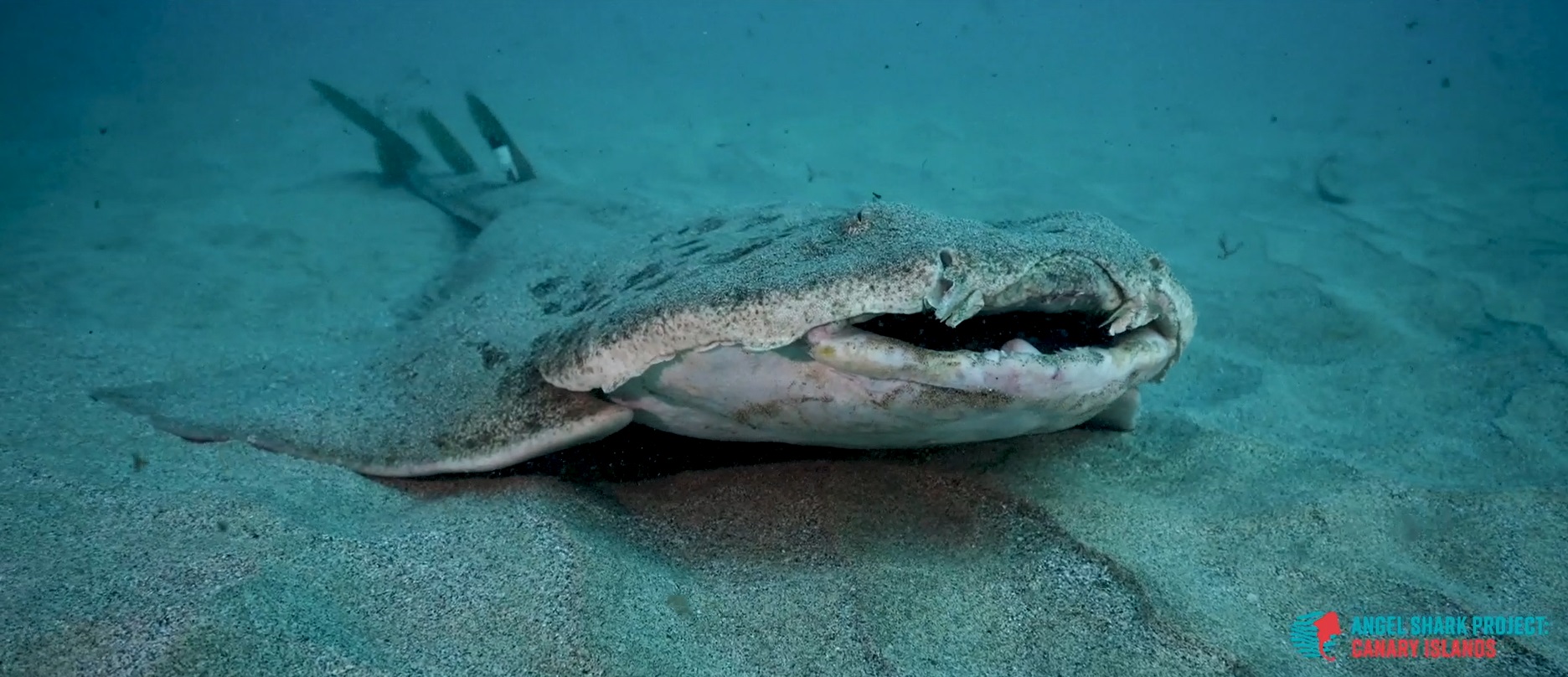 Zee-engel haai | WWF | Kom jij ook in actie? Help mee