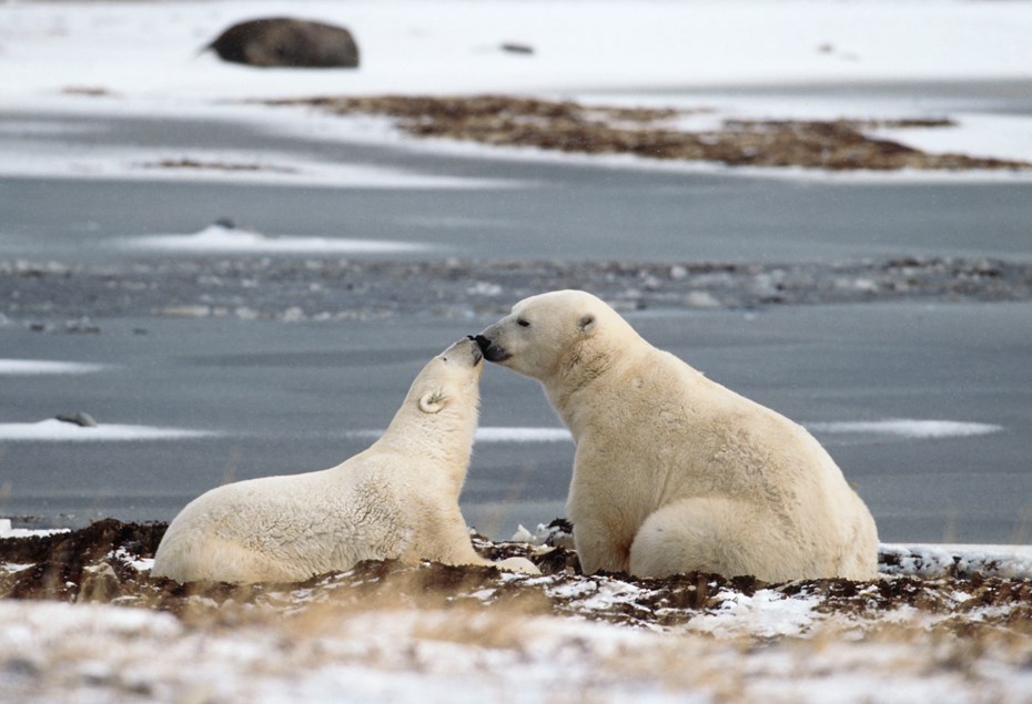 IJsbeer helpen | WWF | Klimaatverandering ook voor hen probleem