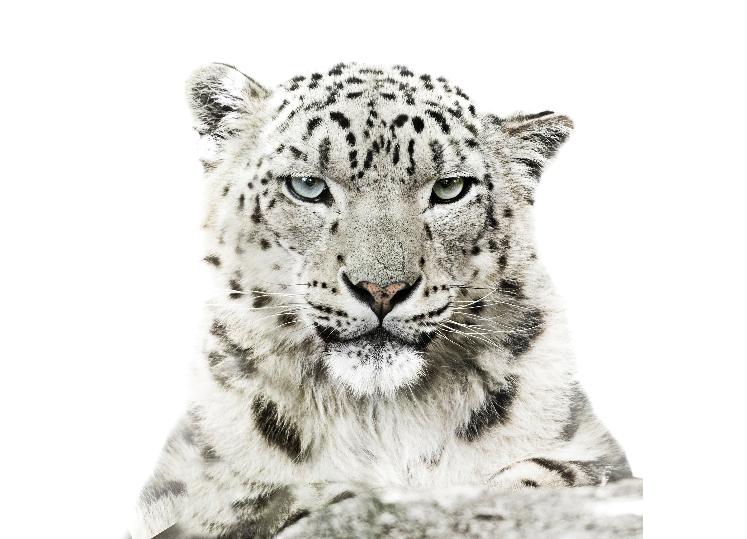 Sneeuwluipaard | WWF | Nog maar 4000 sneeuwluipaarden in het wild