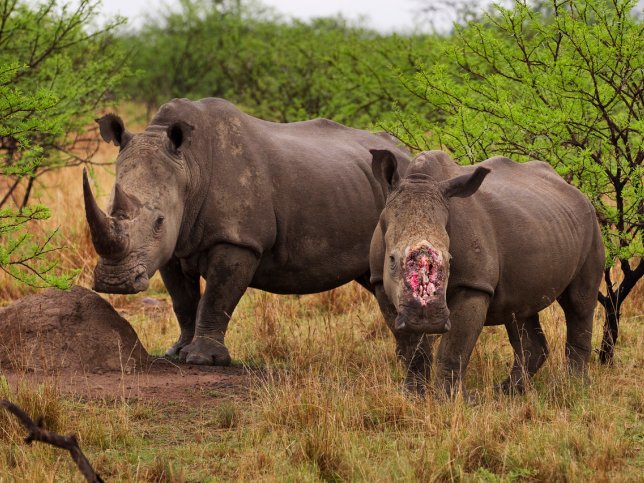 Het aantal gestroopte neushoorns is gedaald, maar de bedreiging van de ...