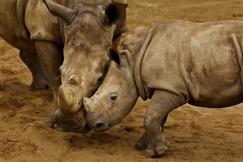 Neushoorn | WWF | Hoorn: illegale jacht