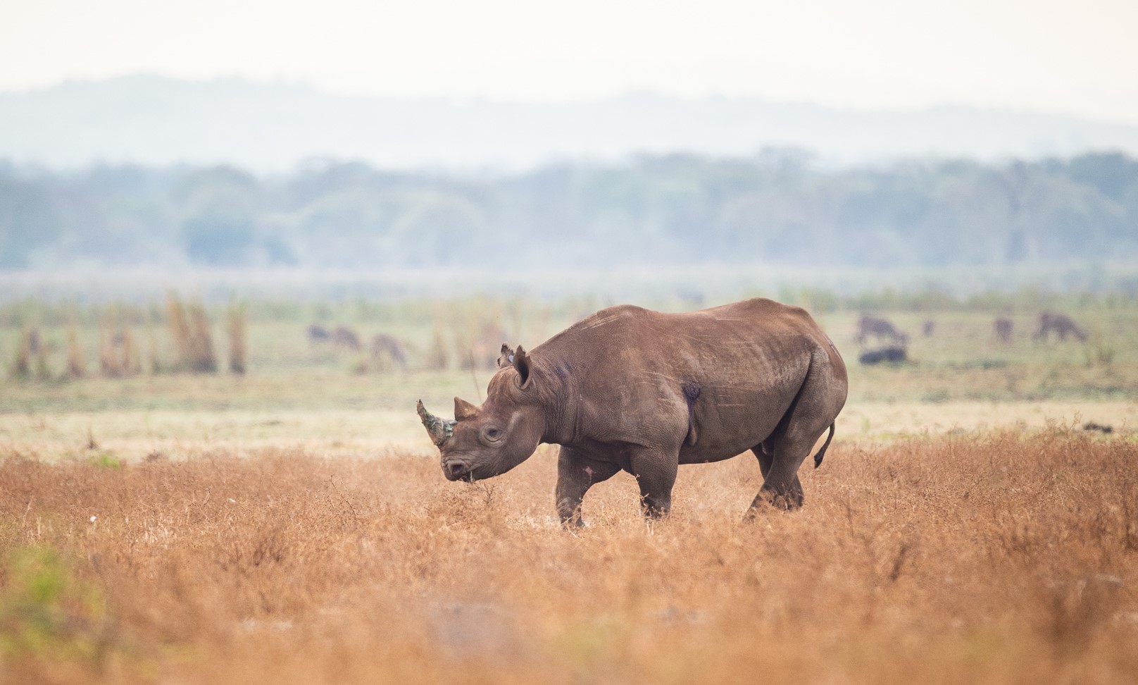 400 zwarte neushoorns erbij dankzij WWF | WWF | Nieuws