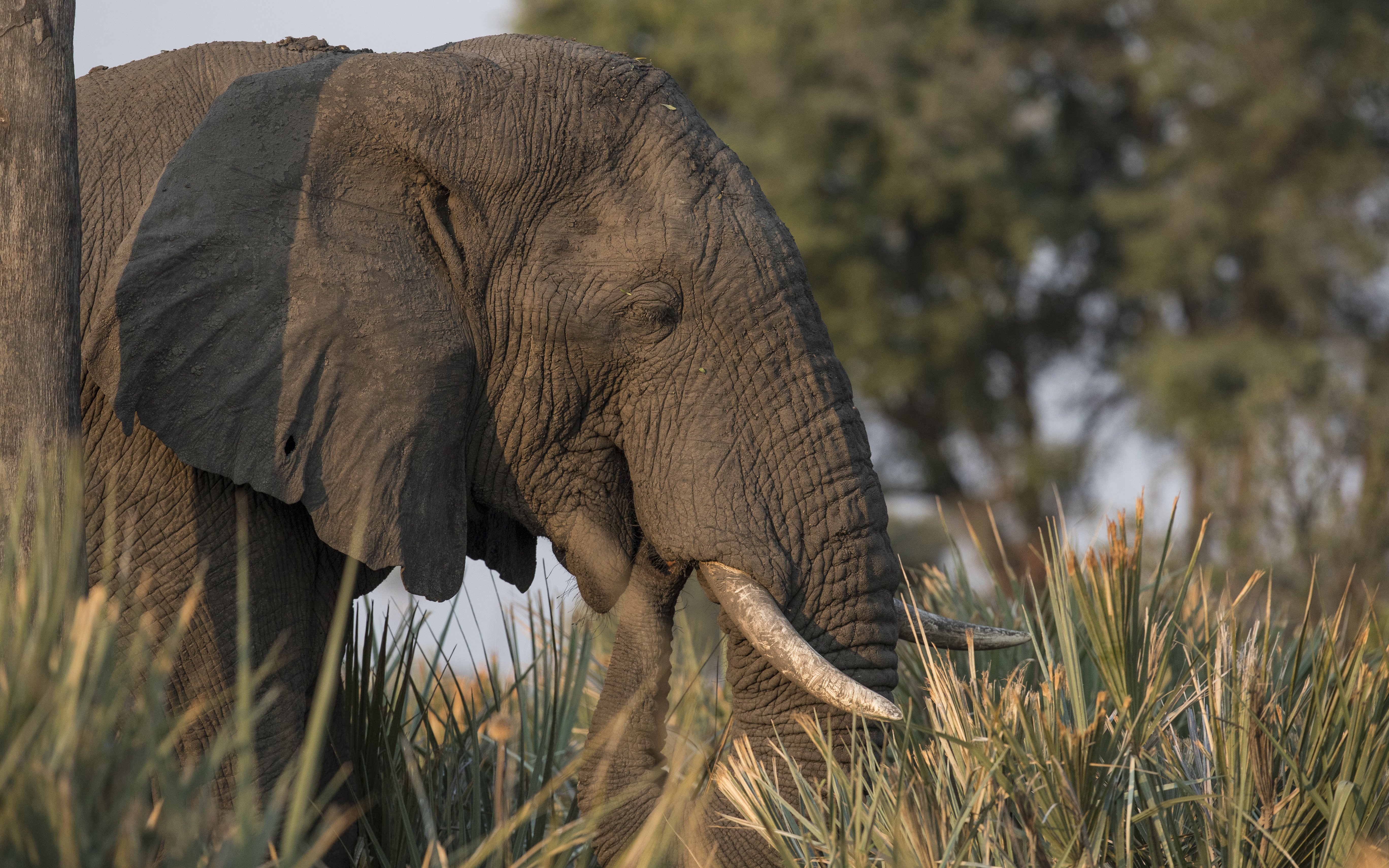 Olifant | WWF | Ontdek hoe jij kan helpen