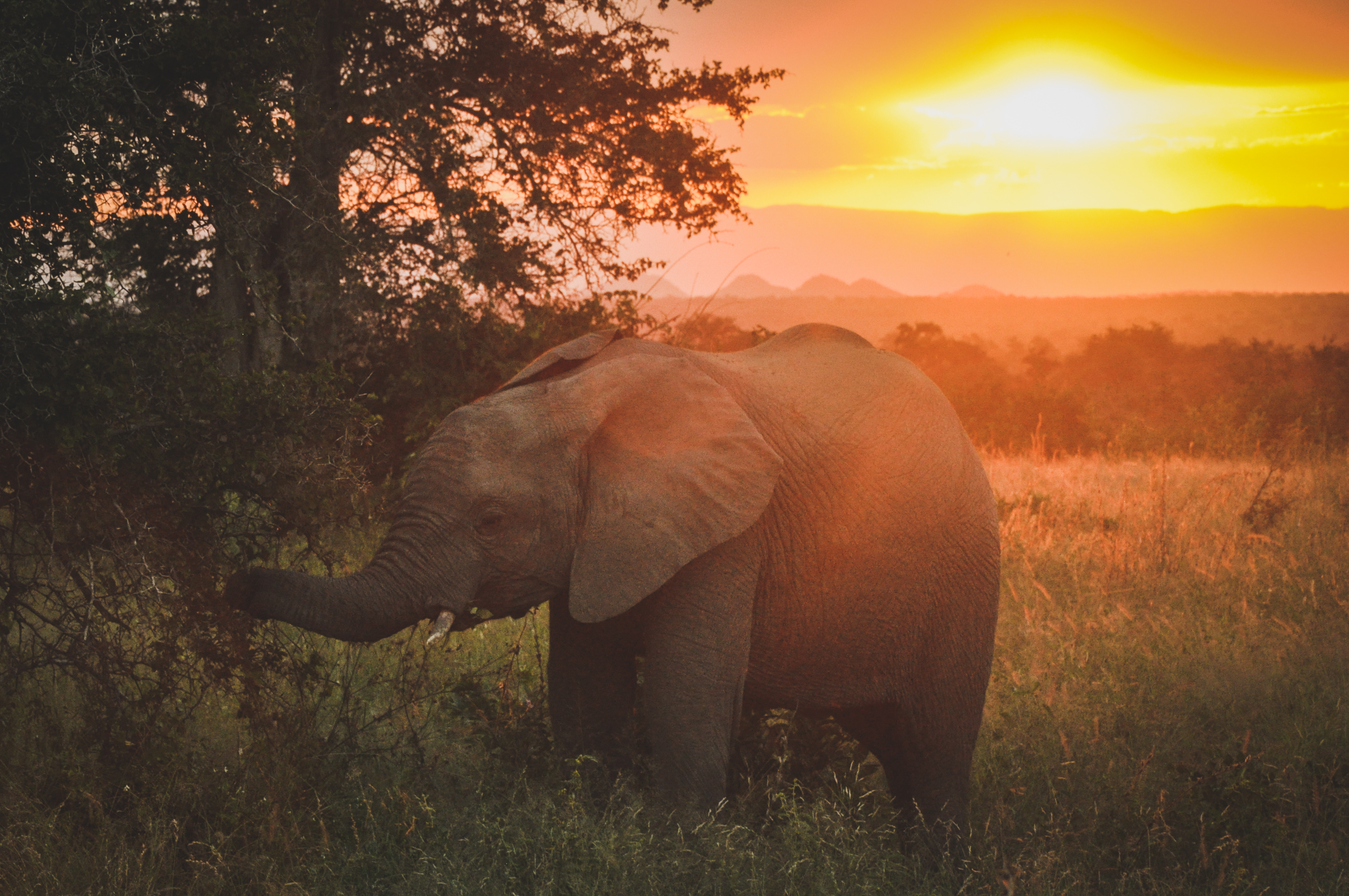 Olifant | WWF | Ontdek hoe jij kan helpen