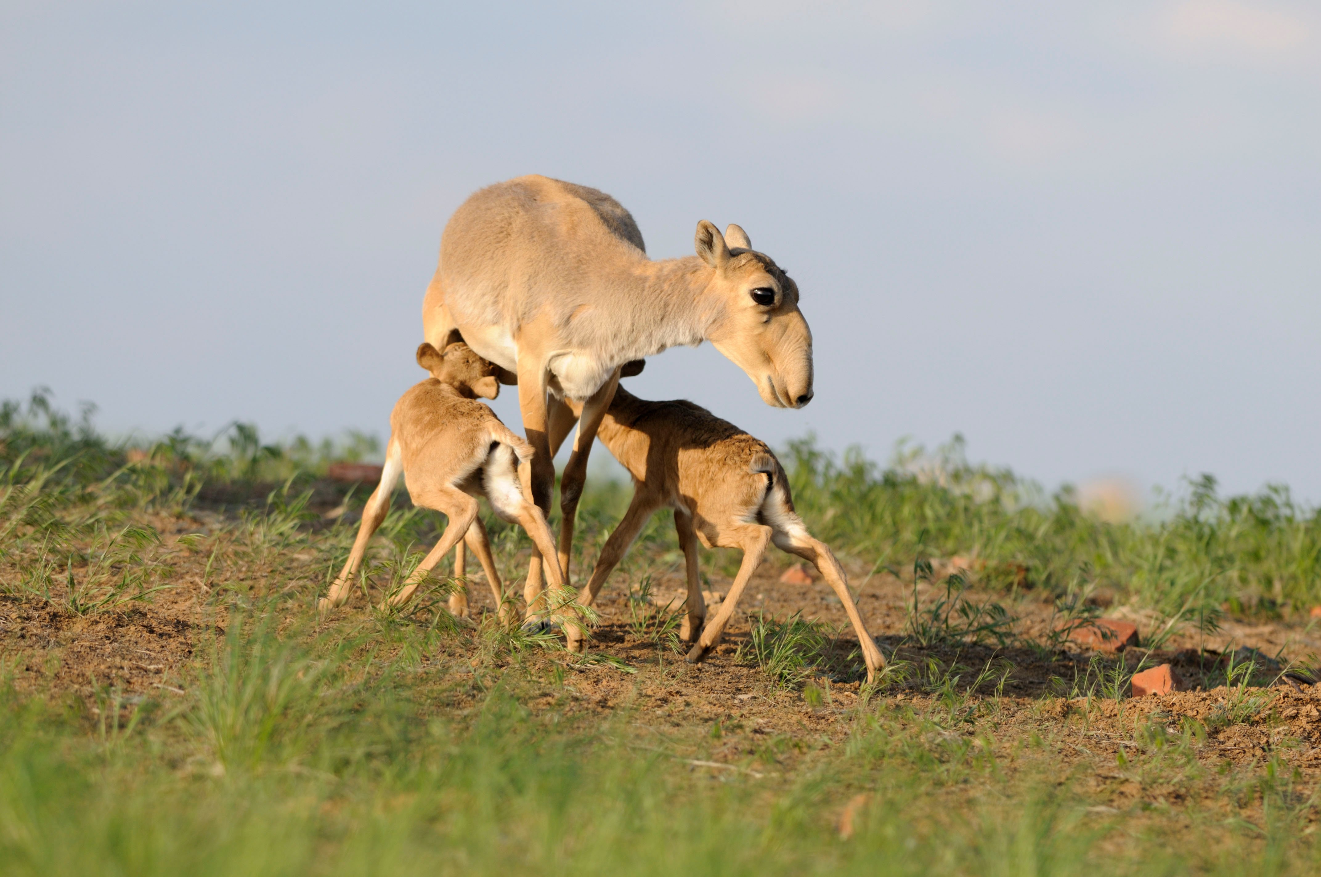 Saiga Gazelle