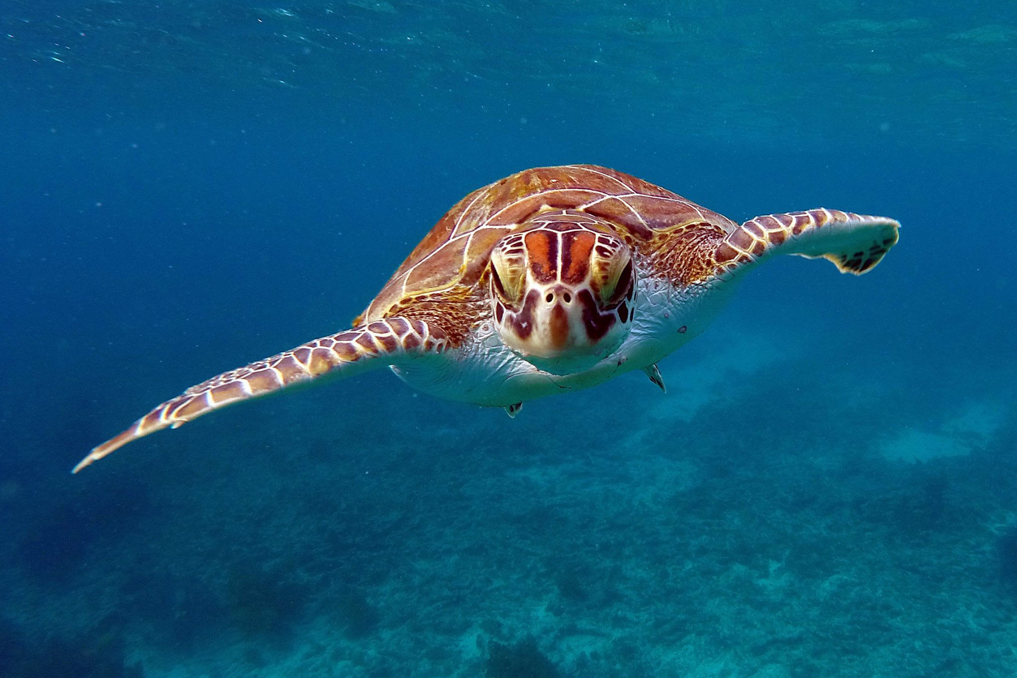 Voor zeeschildpadden op Bonaire was 2020 wel een goed jaar
