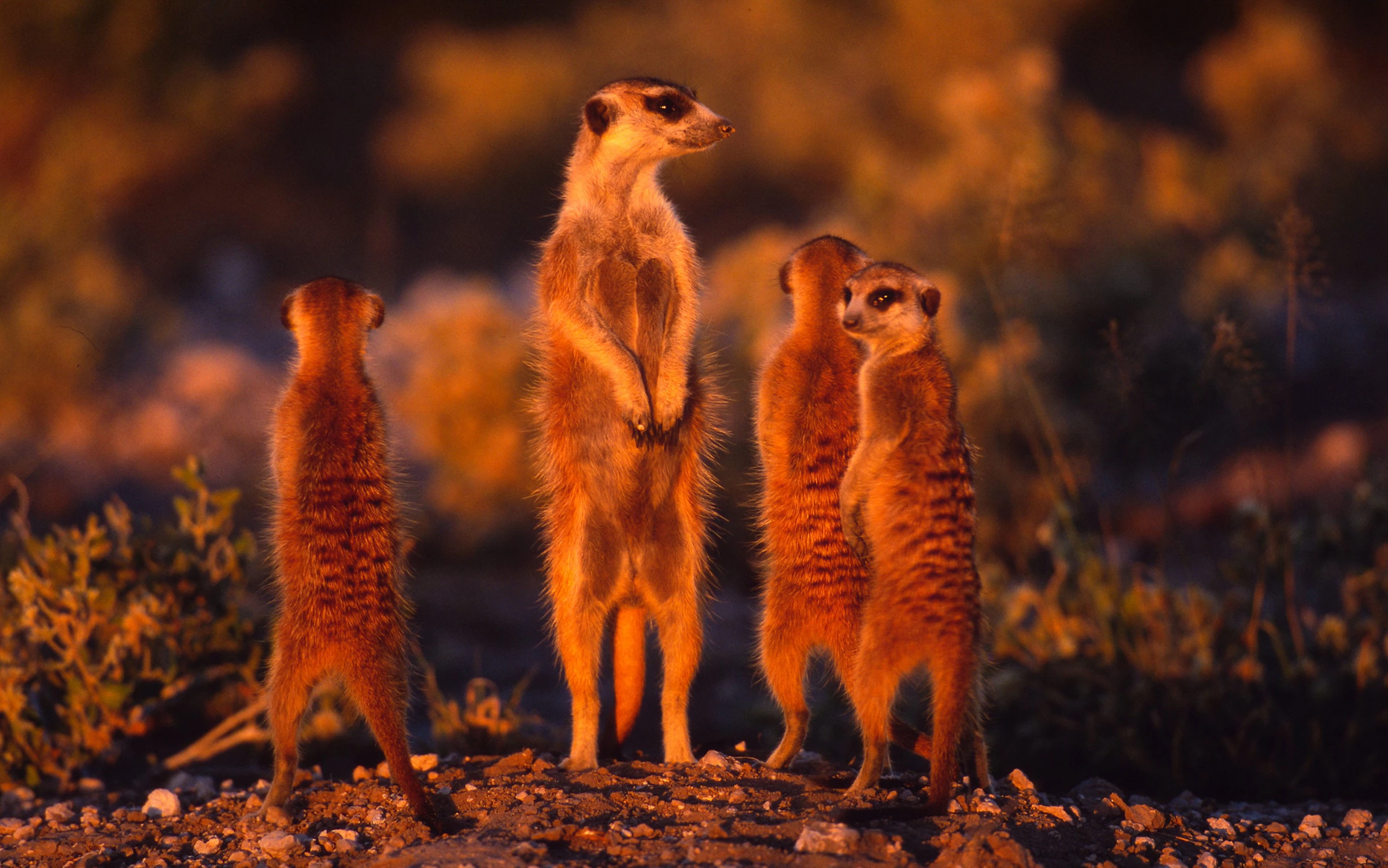 Dit doen dieren tegen de warmte