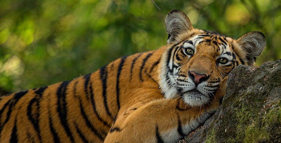 Tijger helpen | WWF | Ontdek waarom tijgers bedreigd zijn