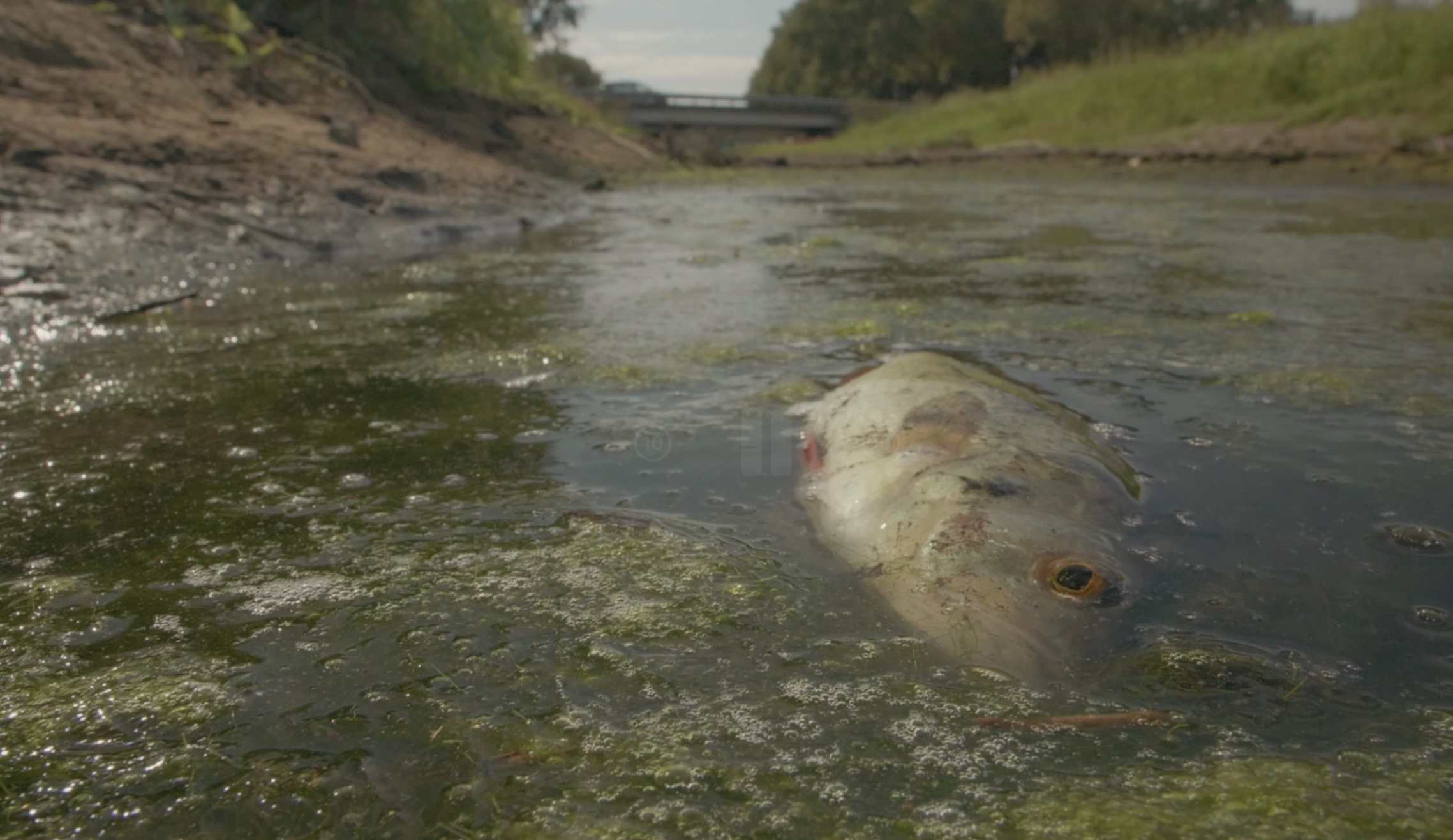Wereld Natuur Fonds presenteert rapport over waterschaarste in Europa