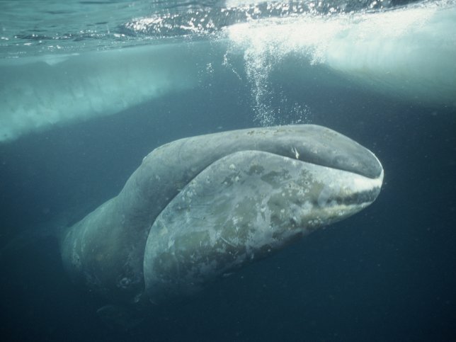 Groenlandse walvis | WWF | Kom jij ook in actie voor dieren?
