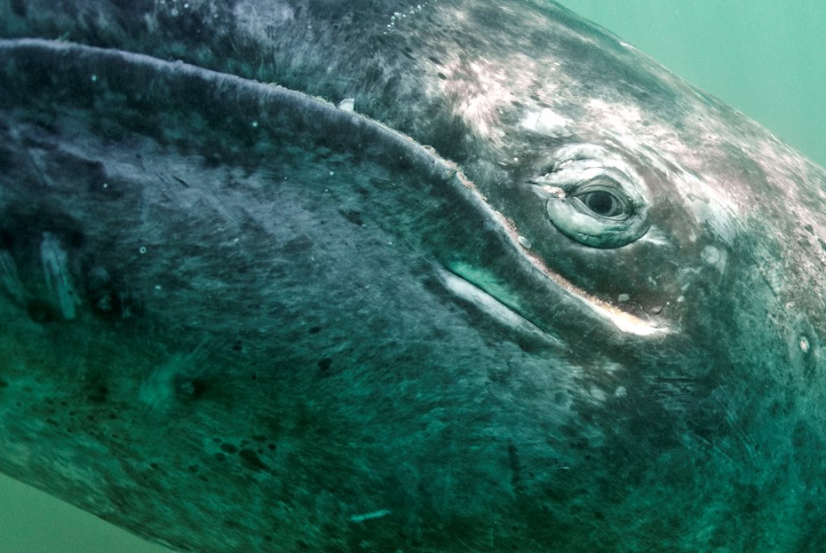 Walvis helpen | WWF | Ontdek waarom walvissen bedreigd zijn