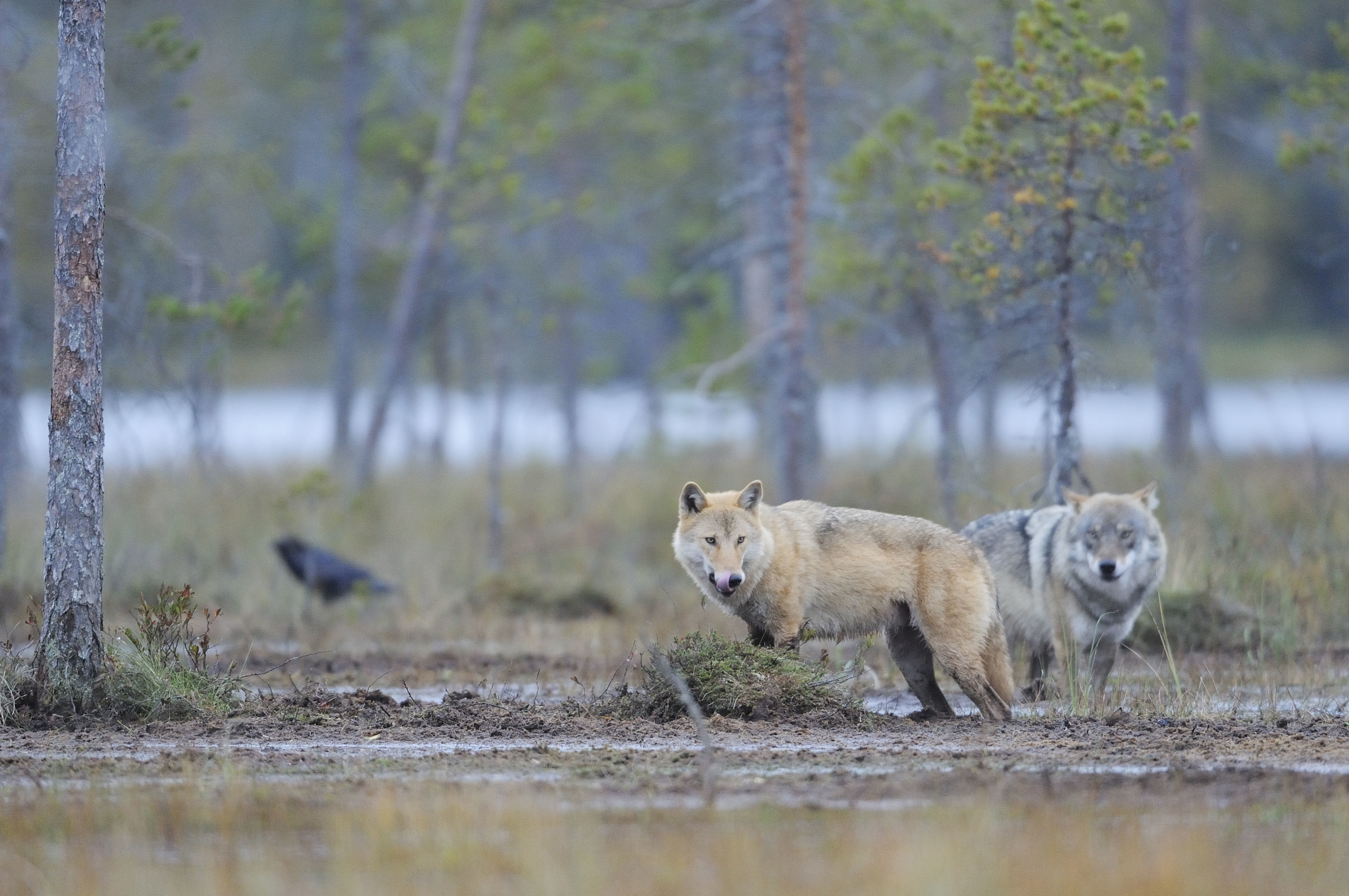 Leren over geur en reuk