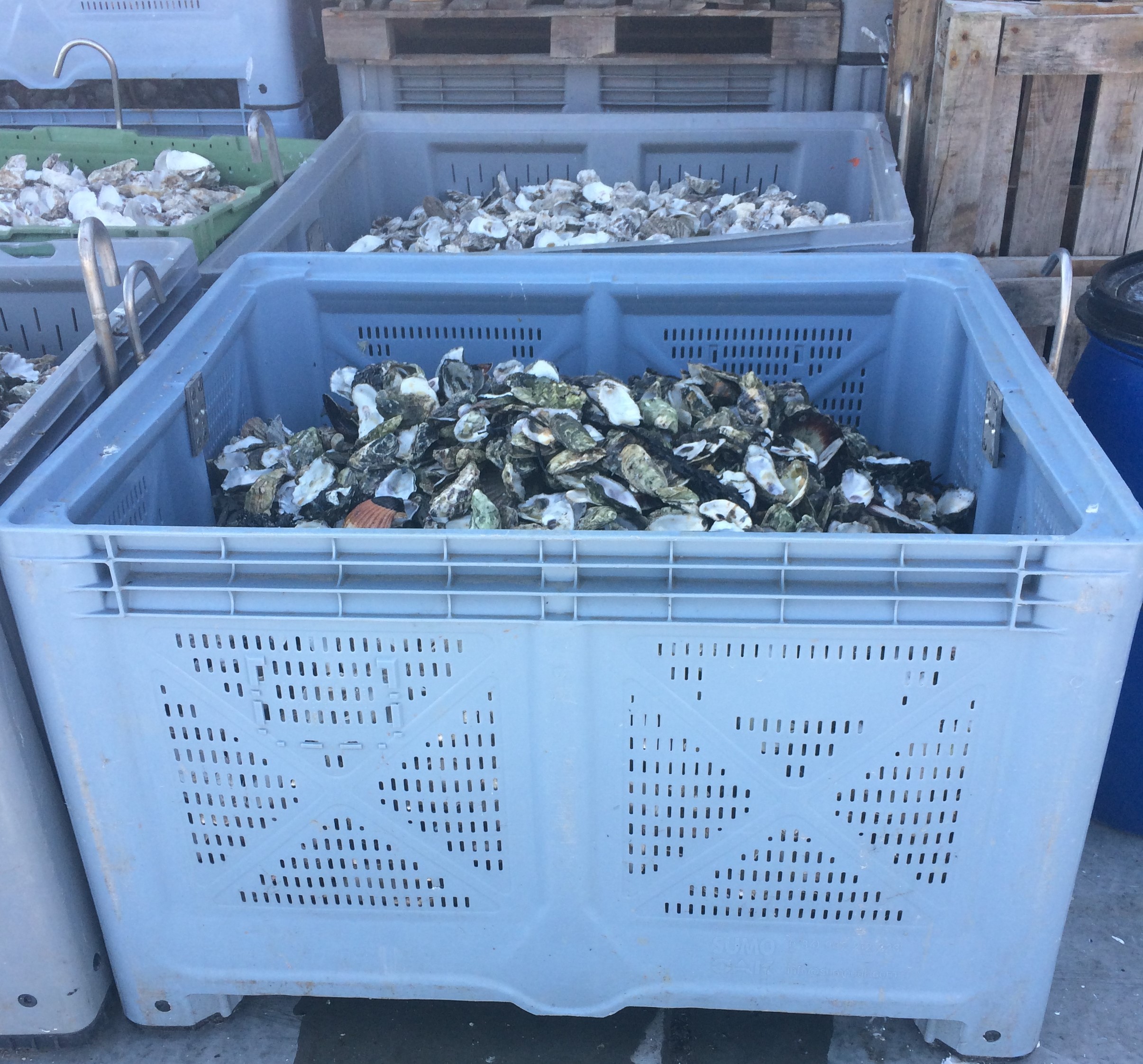 'Helpen met Schelpen'
