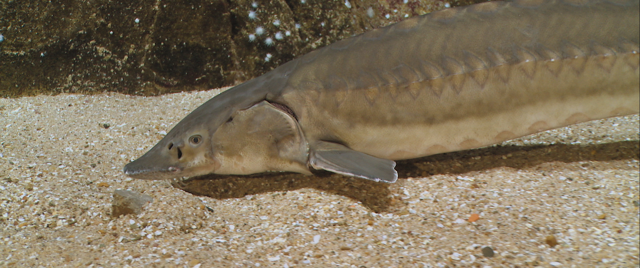 Standbeeld voor de steur