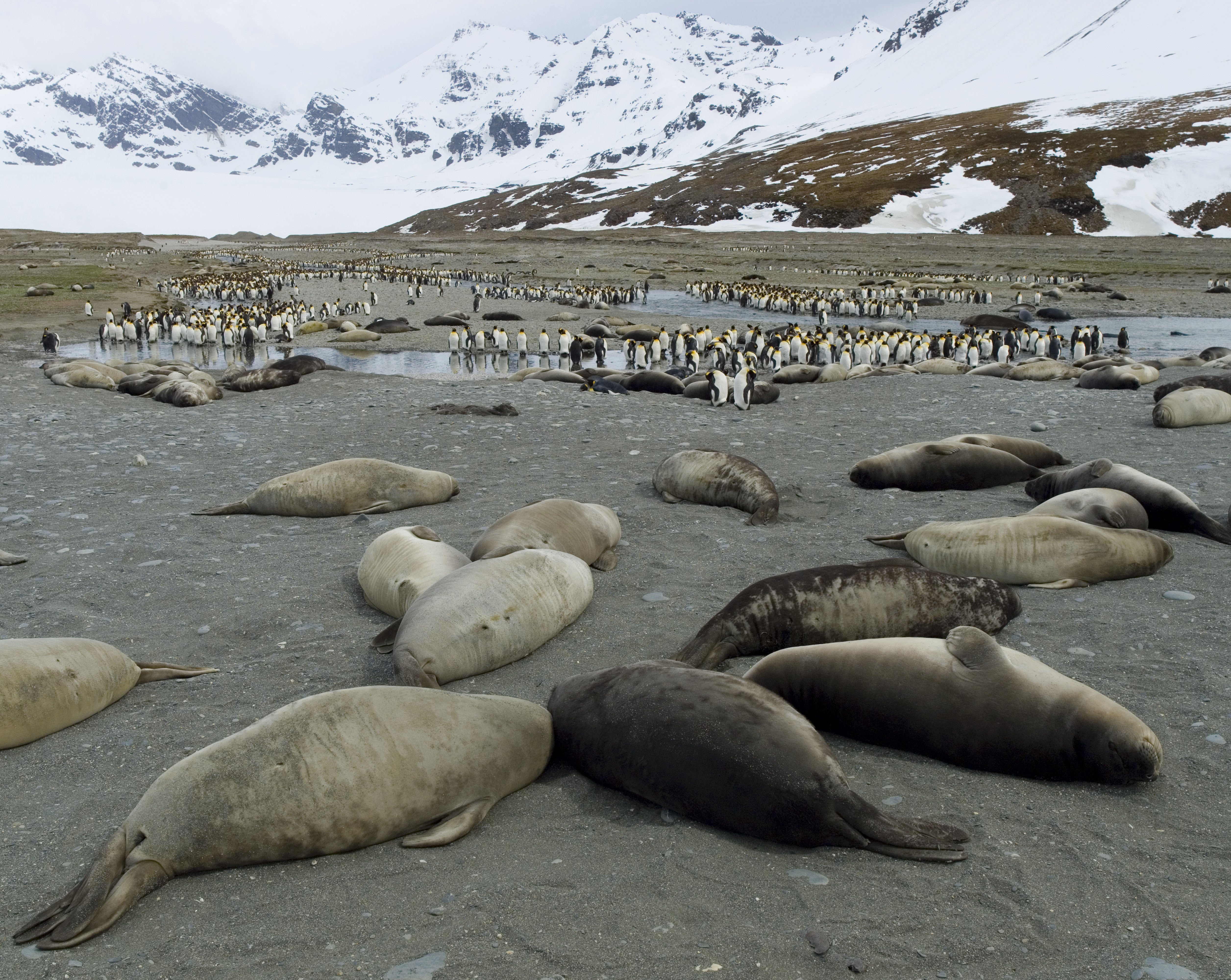Zuidpool gebied | WWF | Steun jij ons werk?