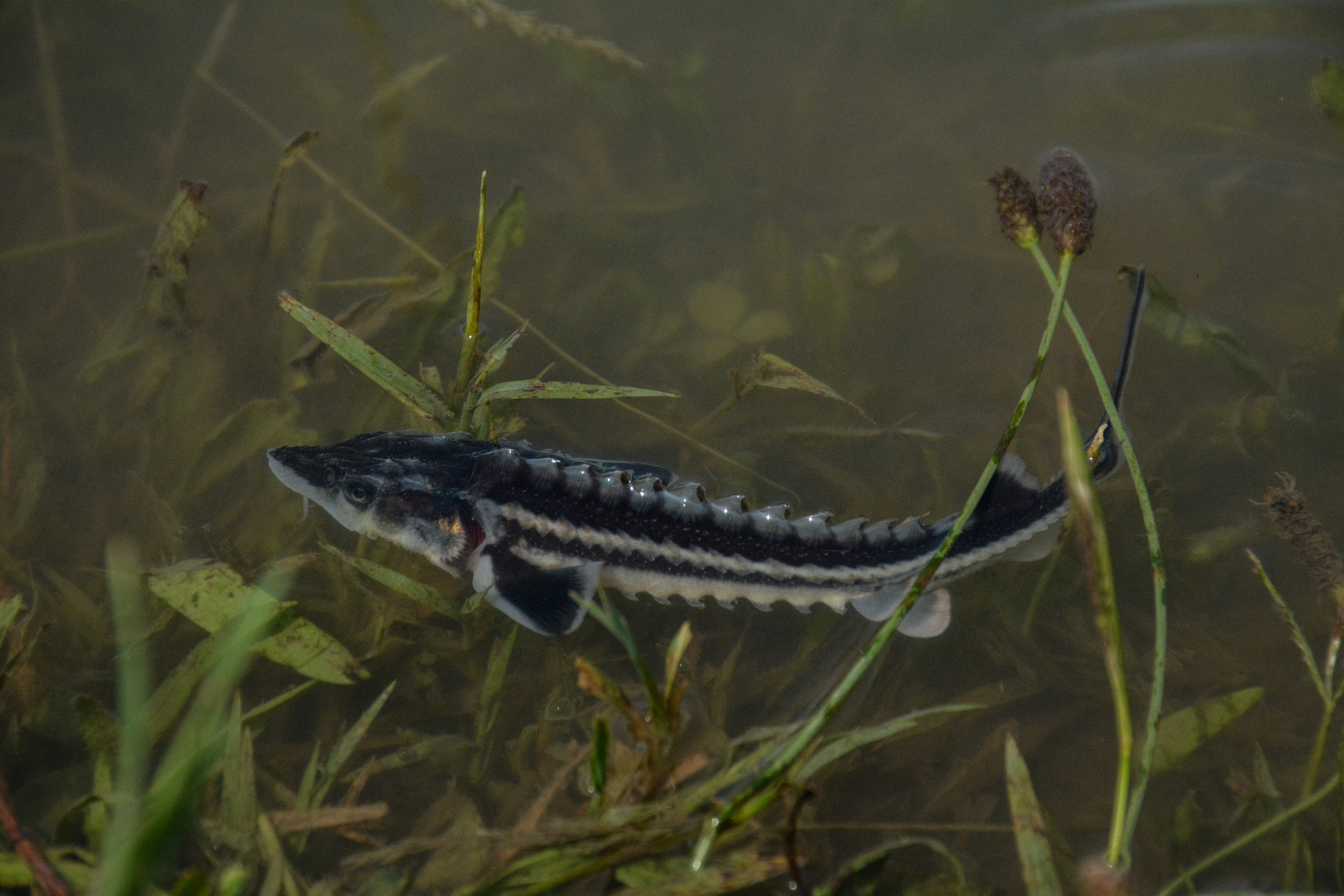 In actie voor de Europese steur