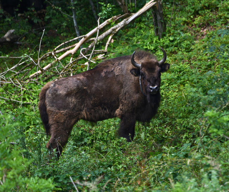 Meer dan 200 Europese bizons in Zuidelijke Karpaten | WWF | Nieuws