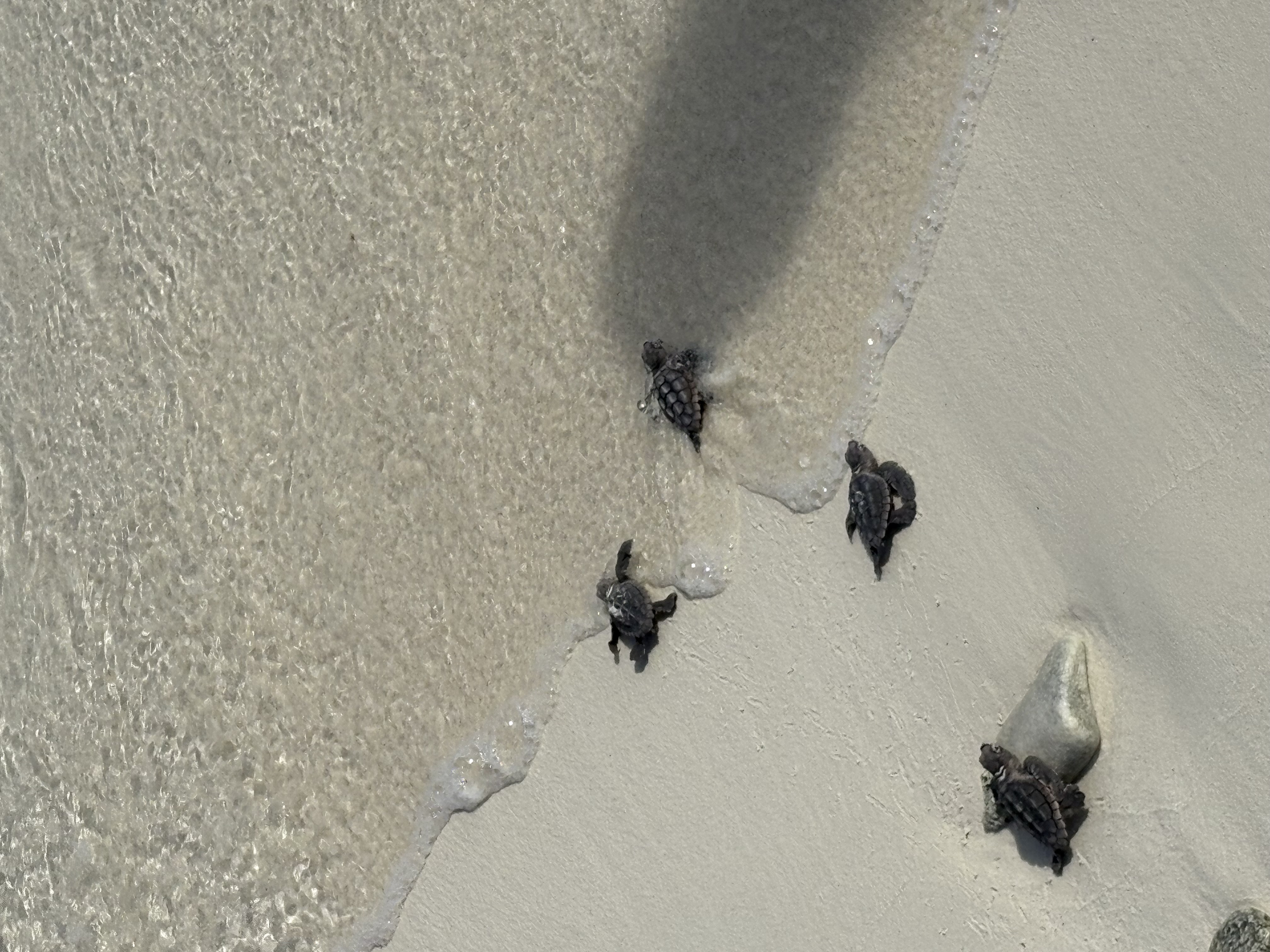 Bescherming zeeschildpaddennesten succesvol | WWF | Nieuws