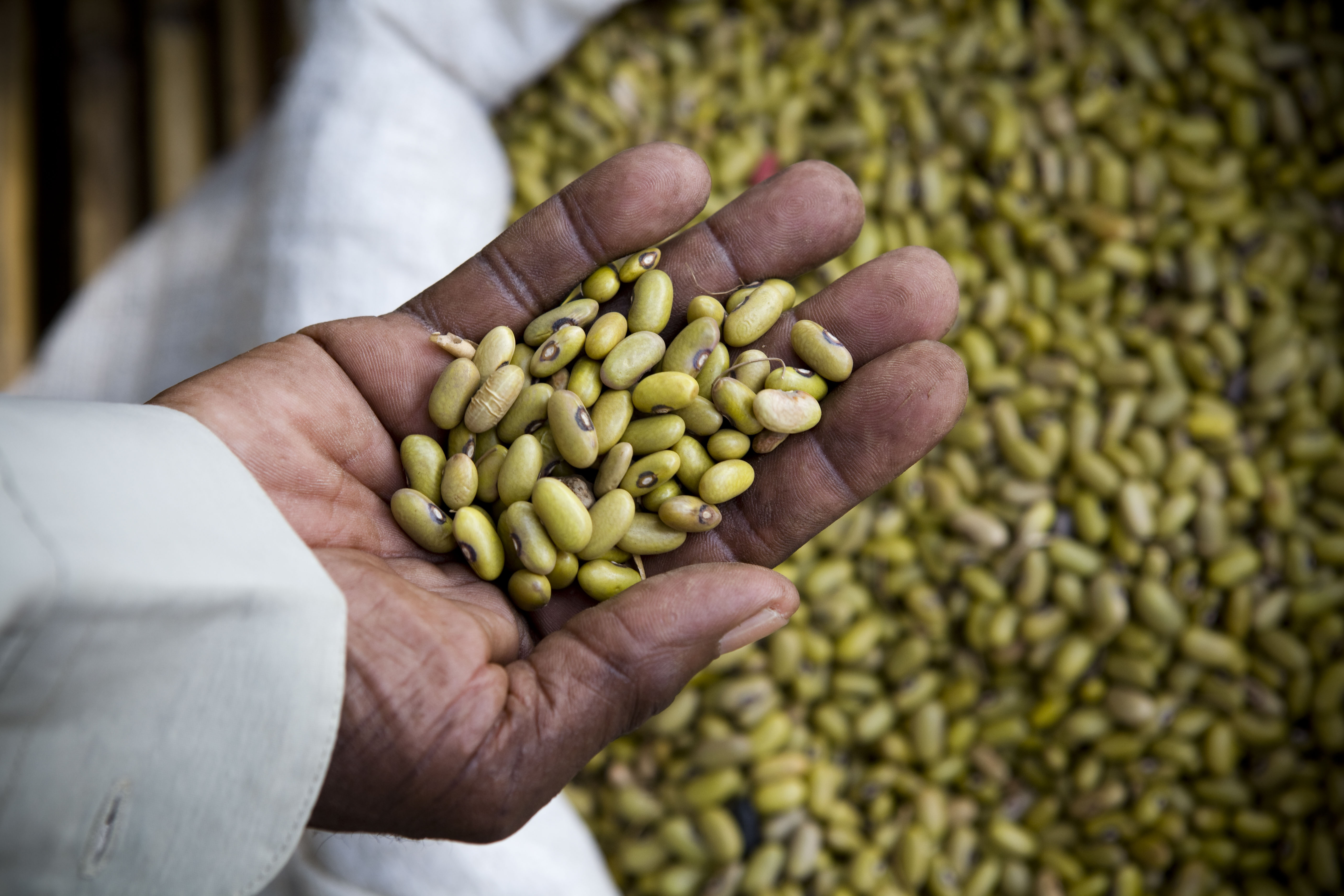 De Nederlandse Bonenatlas: Bonen bieden oplossingen voor natuur en ...