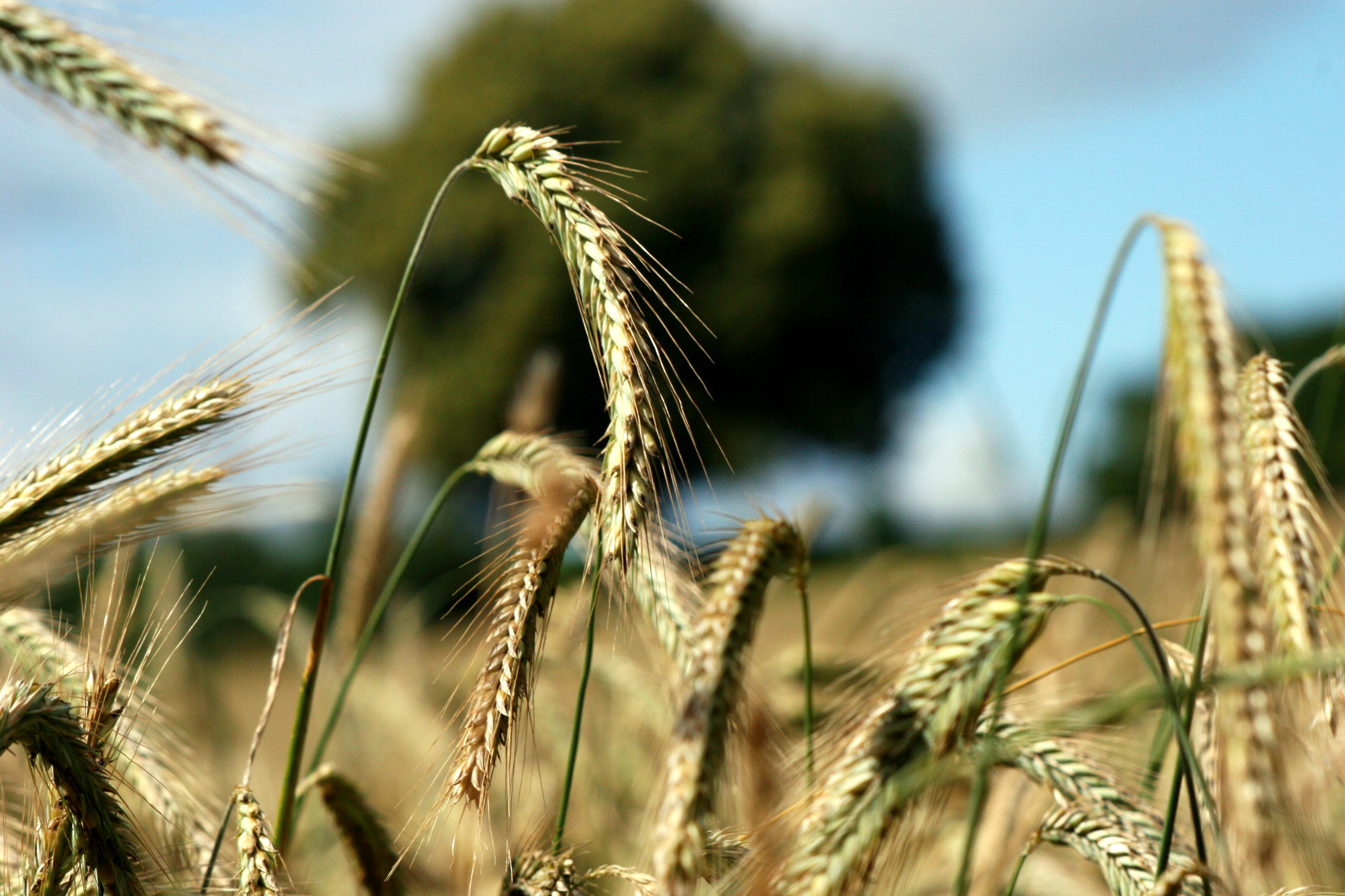 Laten we meer gevarieerd eten met meer biodiversiteit op ons bord.