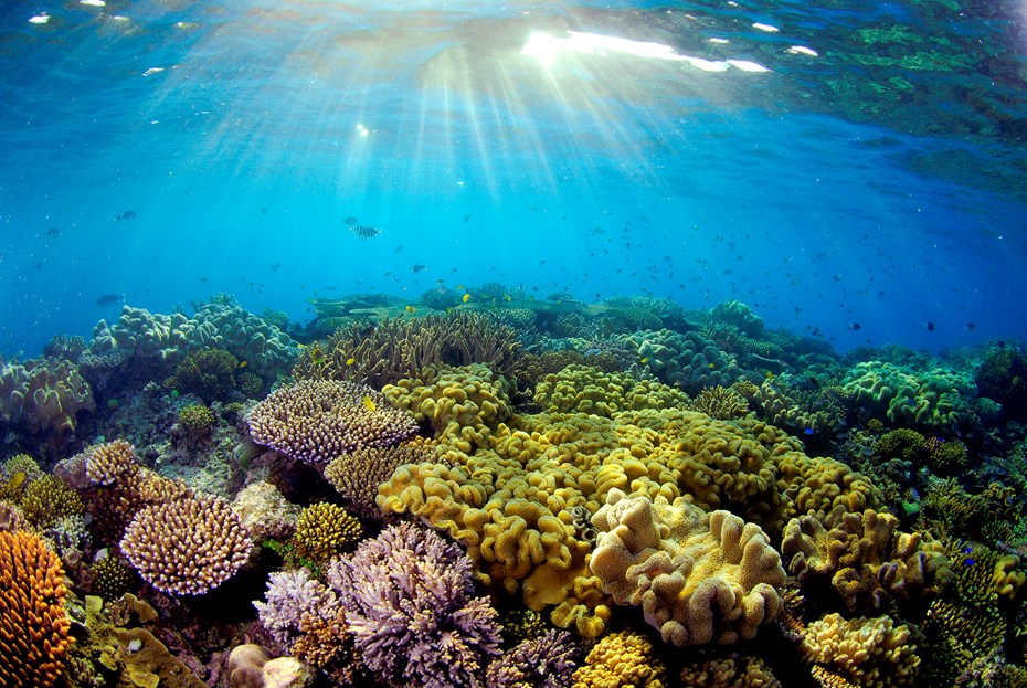 7 tips om het koraal te beschermen | WWF | Help jij mee?